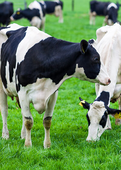 Aktiv kul – Lindholm Farm