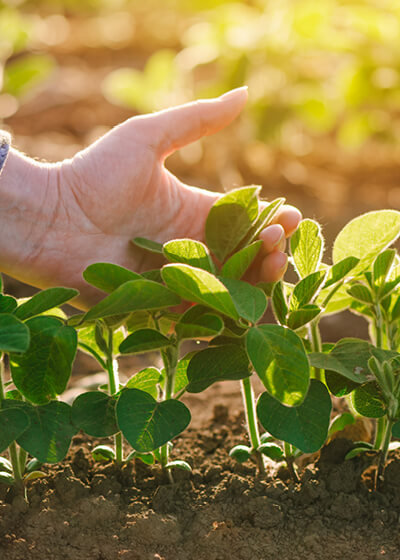 Natrual Growth – Lindholm Farm